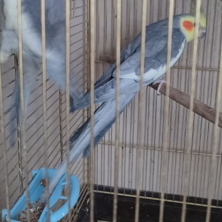 Попугай корелла с клеткой