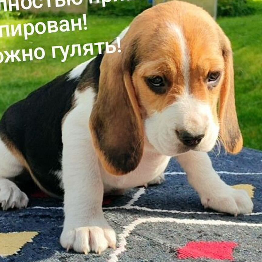 Бигль, щенок