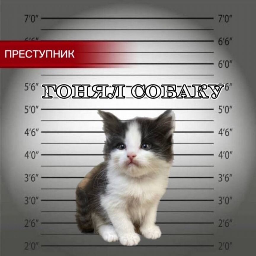 Котята-заключенные