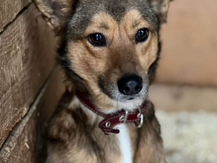 Несчастный Ёжик грустит в приюте