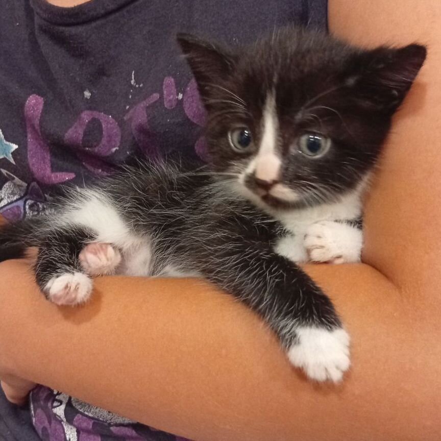 Котенок девочка 1 месяц