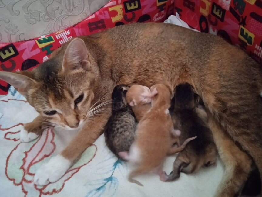 Продажа котят от абиссинки