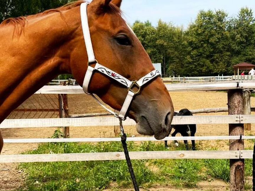 Недоуздок для лошади кожаный