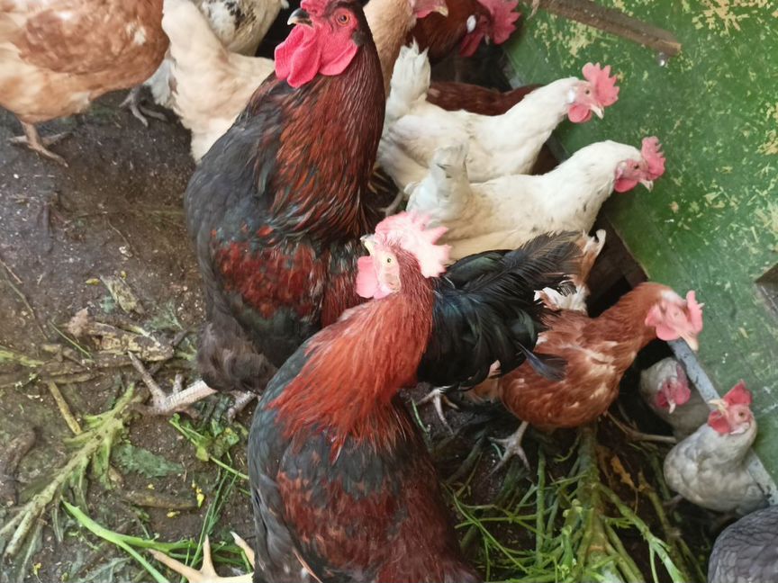 Куры несушки бронь до 10.00