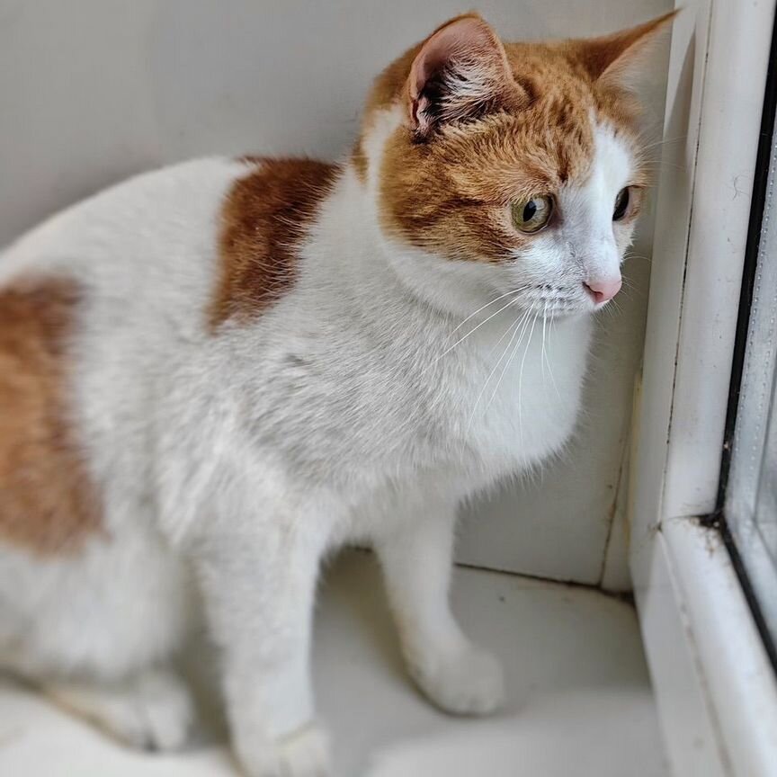 Белая кошка с рыжими пятнами