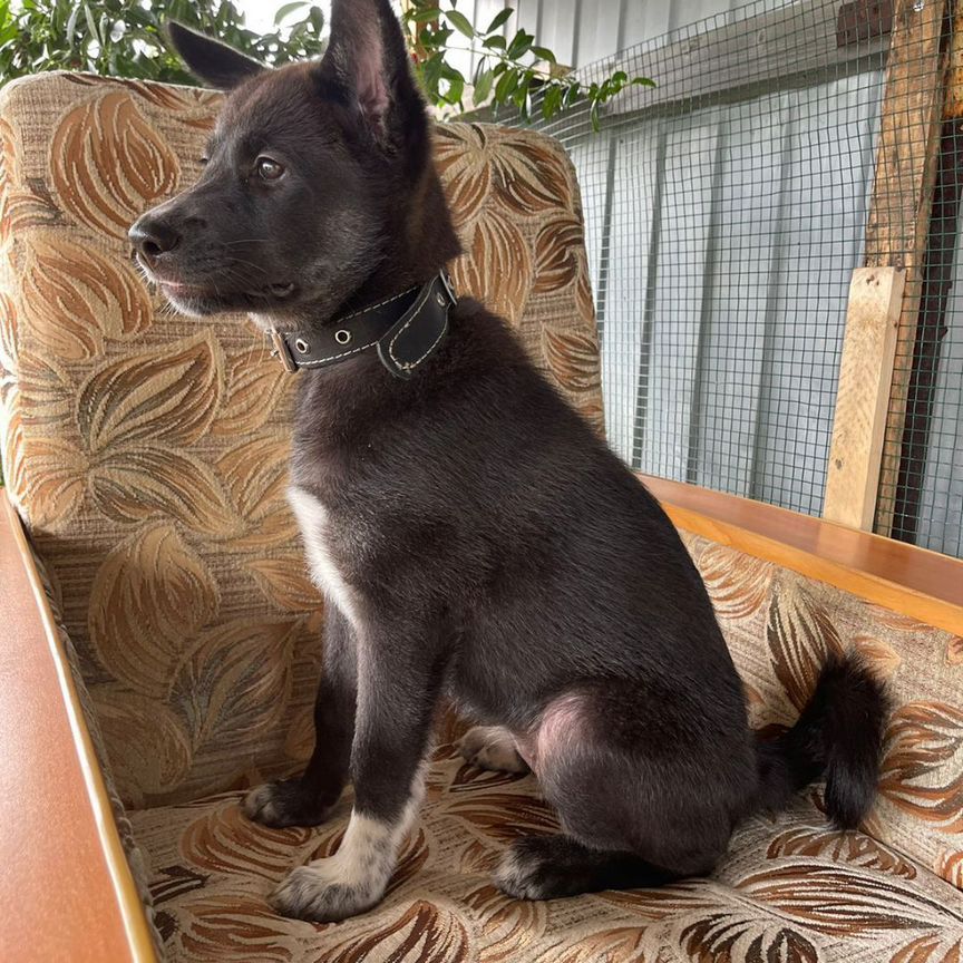 Лайка сибирская