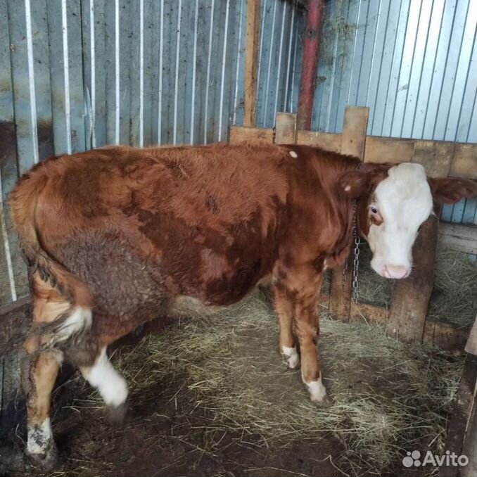 Телки герефорд