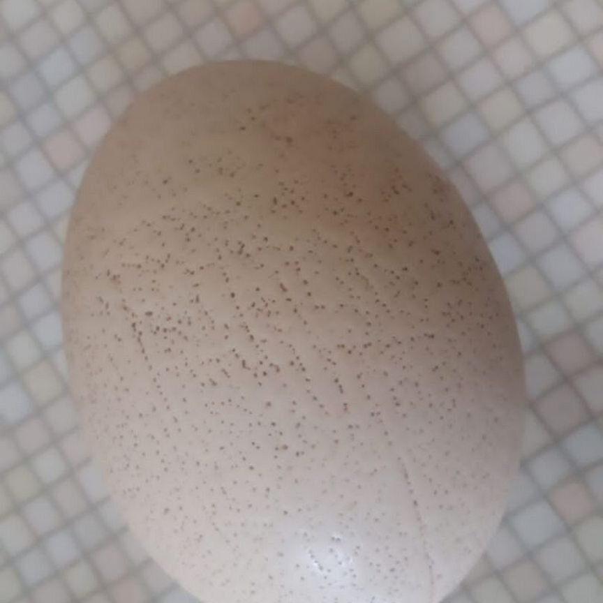 Страусиное яйцо