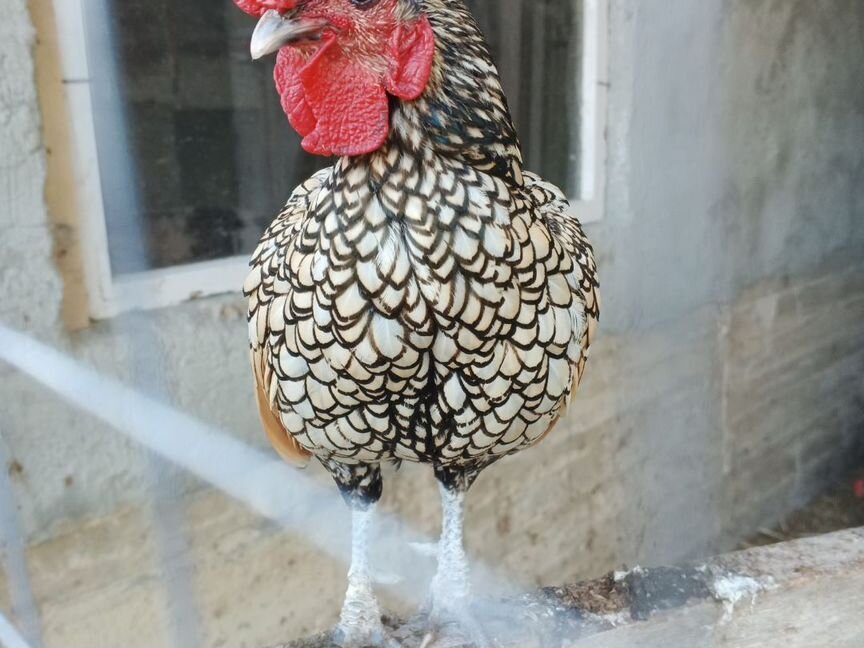 Петух и курочка сибрайт