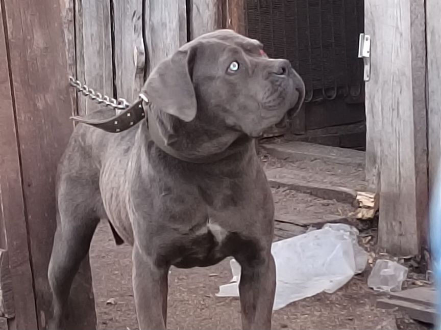 Собака в добрые руки отдам бесплатно