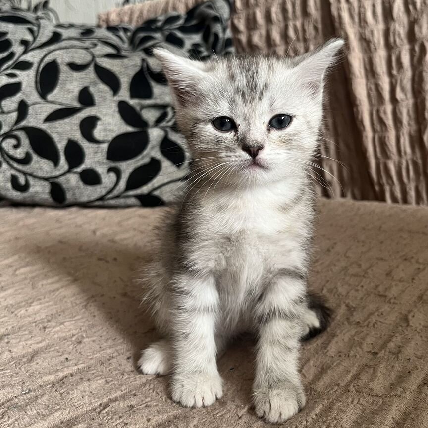 Шотландский вислоухий короткошёрстный котёнок