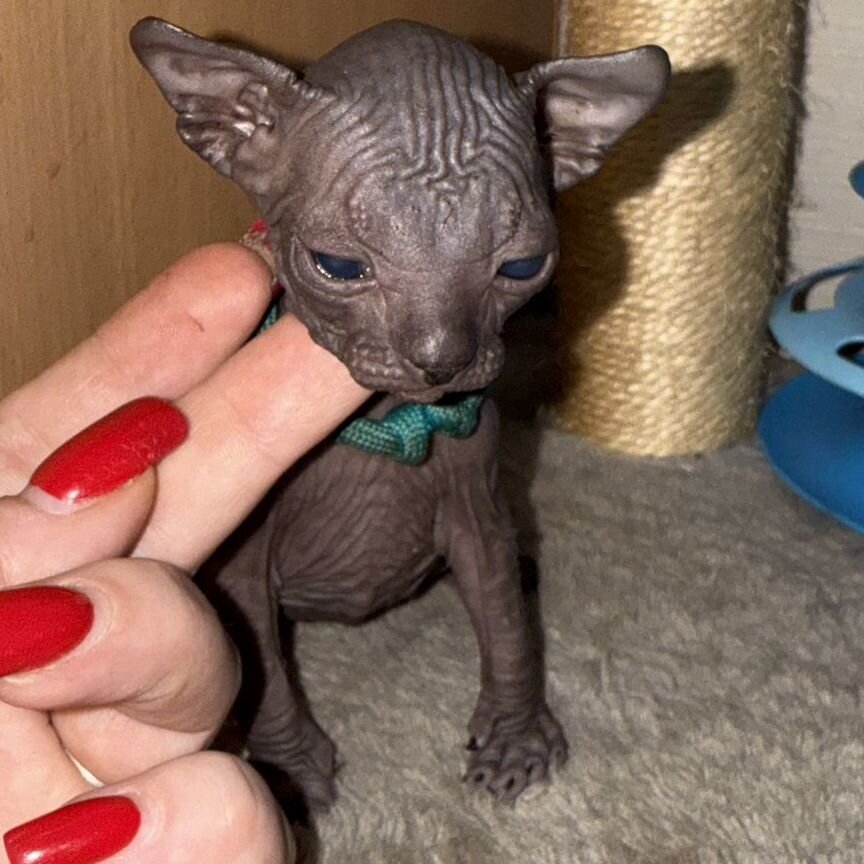 Донской сфинкс котёнок