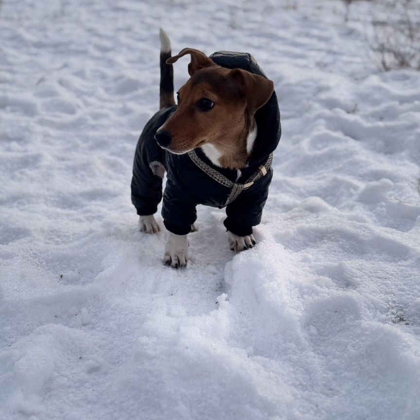 Джек Рассел 6 мес