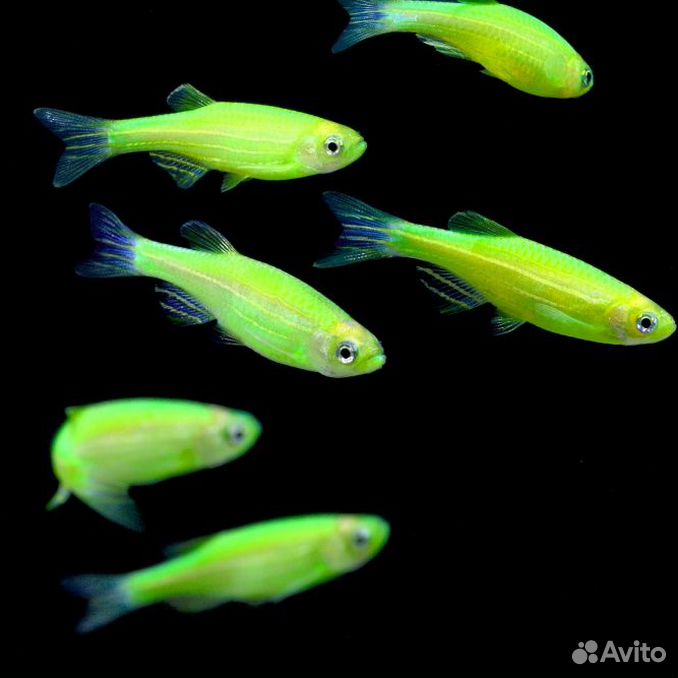 Данио рерио (GloFish) Зеленый светящийся (арт 2136