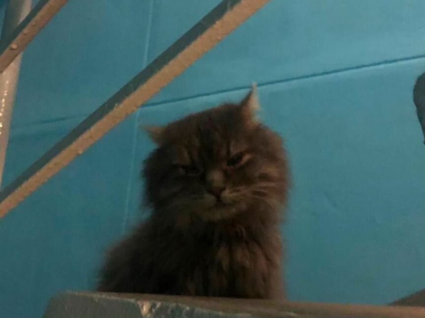 Сибирский кот потеряшка в добрые руки