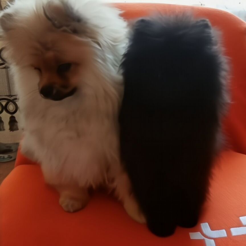 Померанский шпиц, щенок