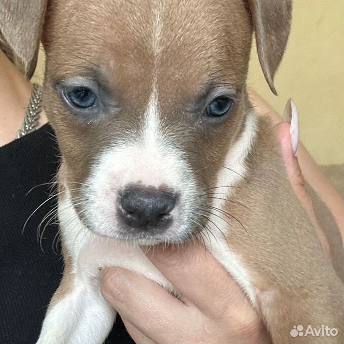 Щенки стаффорда