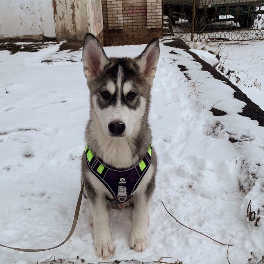 Щенок хаски в добрые руки