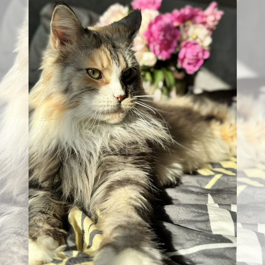 Мейн-кун, взрослая кошка