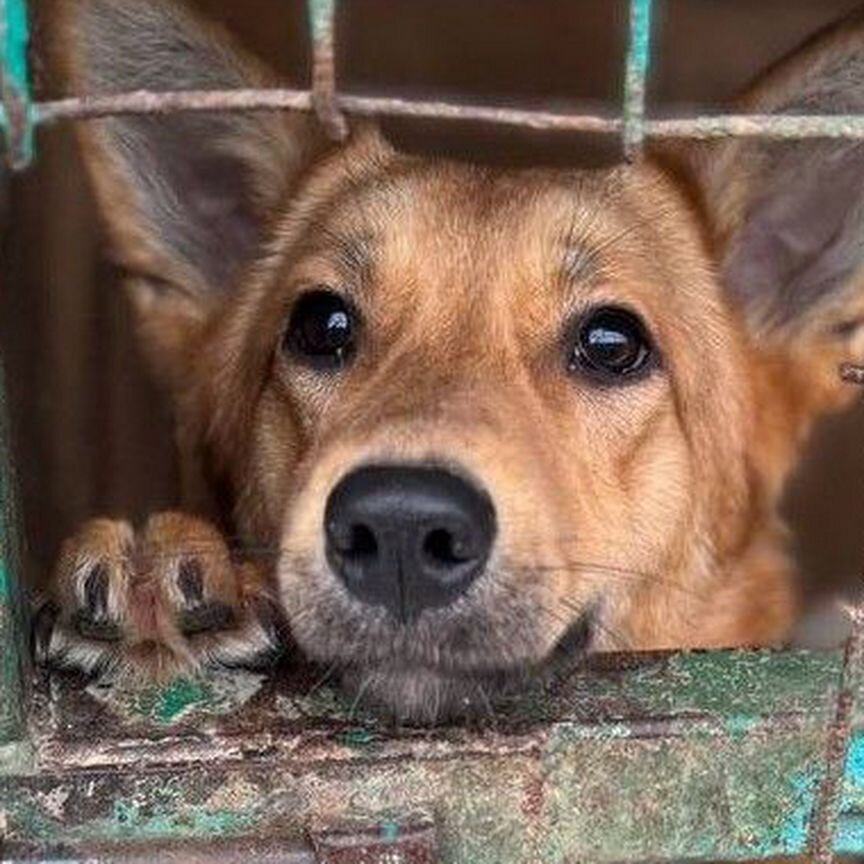 Щенок в добрые руки