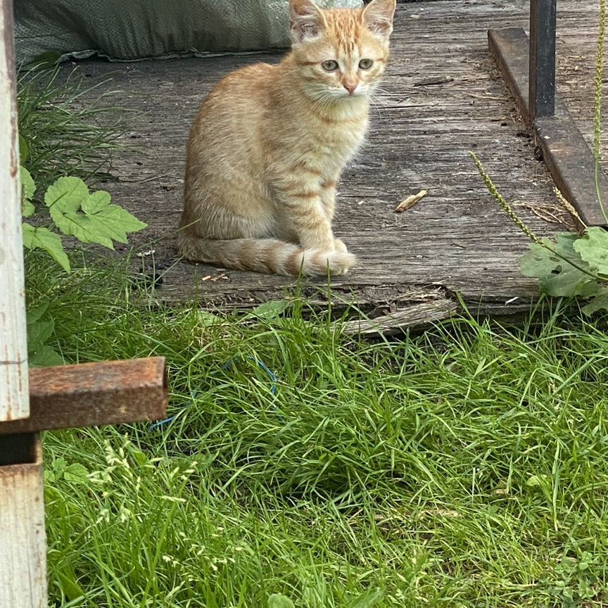 Котята в добрые руки даром