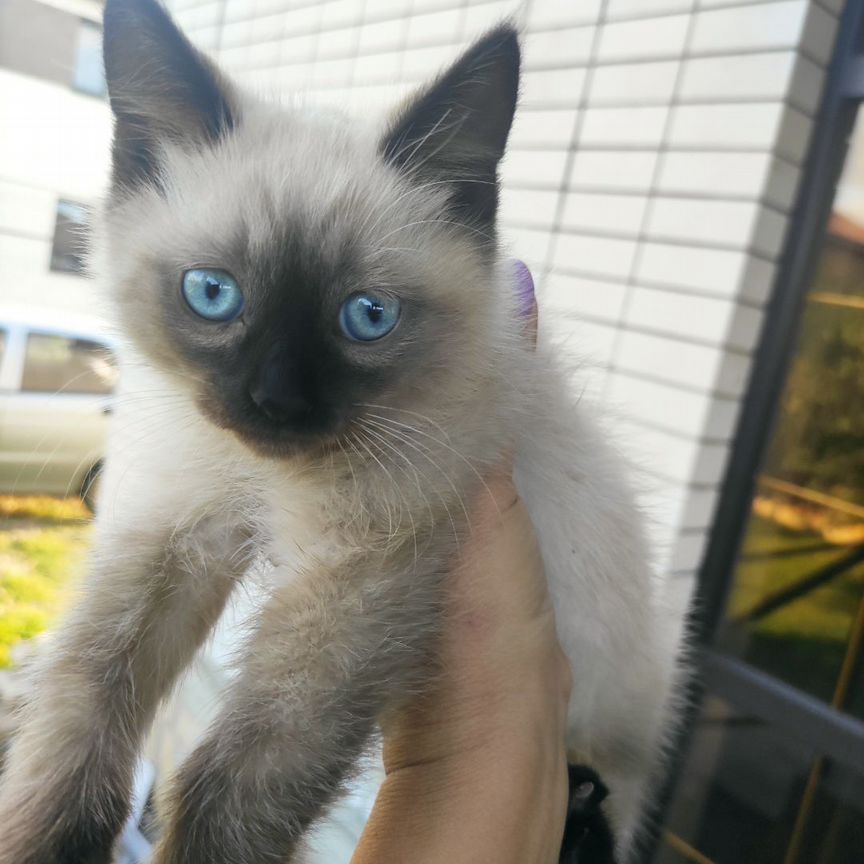 Котята в добрые руки мальчики бесплатно