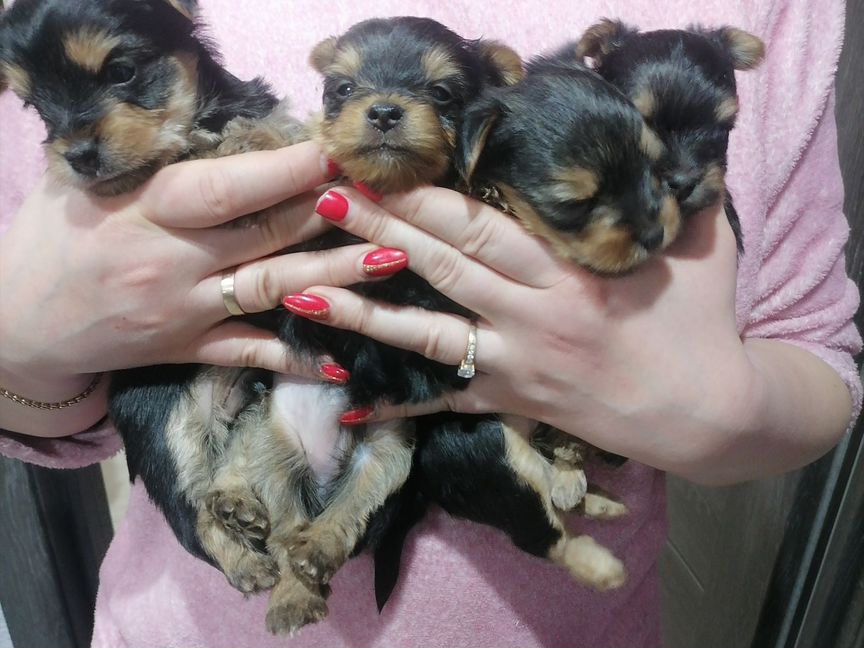 Йоркширский терьер щенки