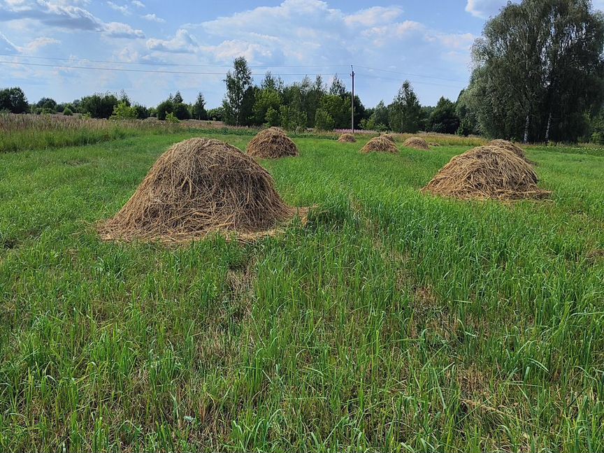 Продам сено свежее