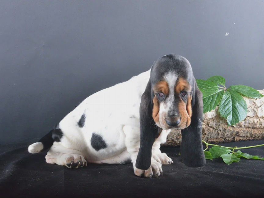 Бассет хаунд