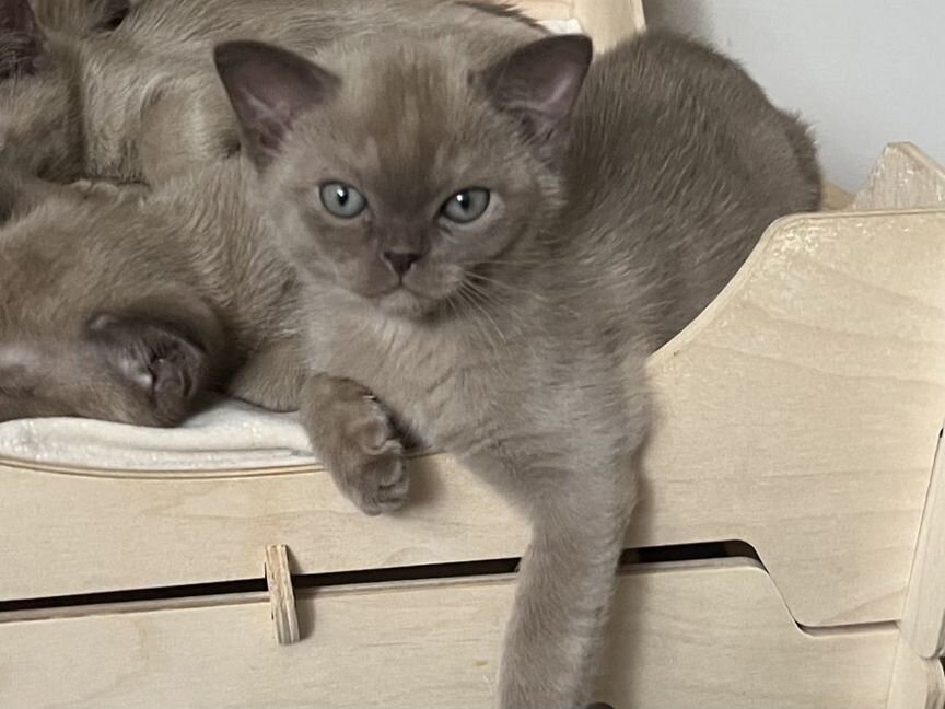 Котенок Мальчик Европейской Бурмы