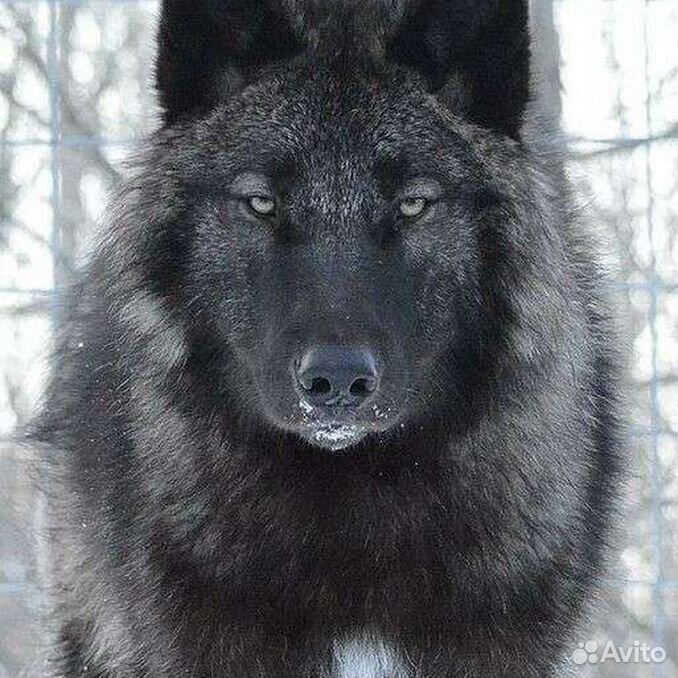 Черный волк