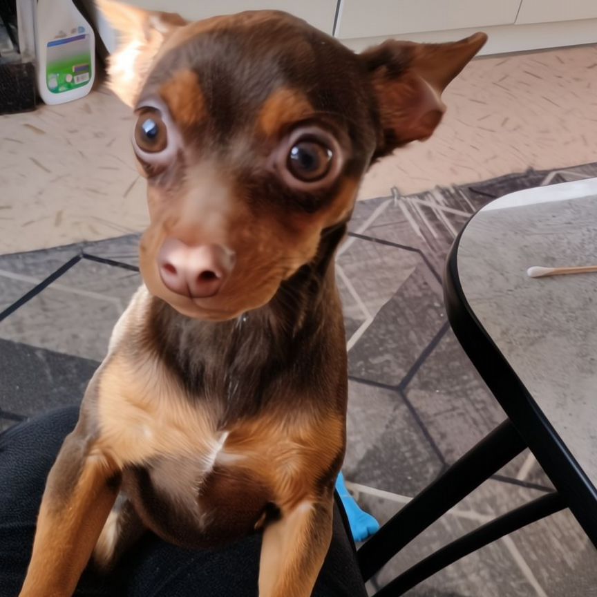 Русский той-терьер, щенок