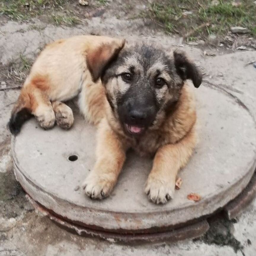 Собака в добрые руки щенок