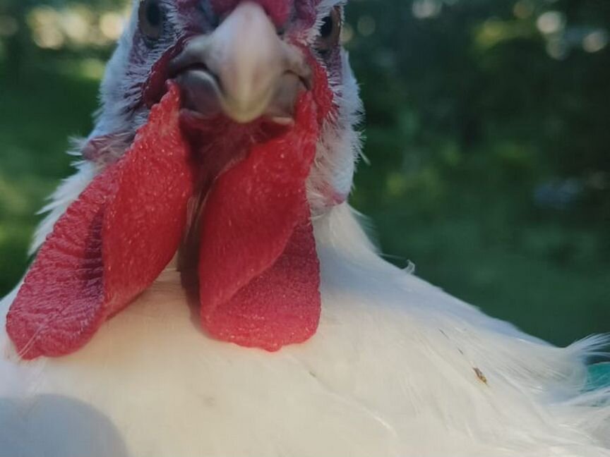 Петушки и молодки бресс галльской породы