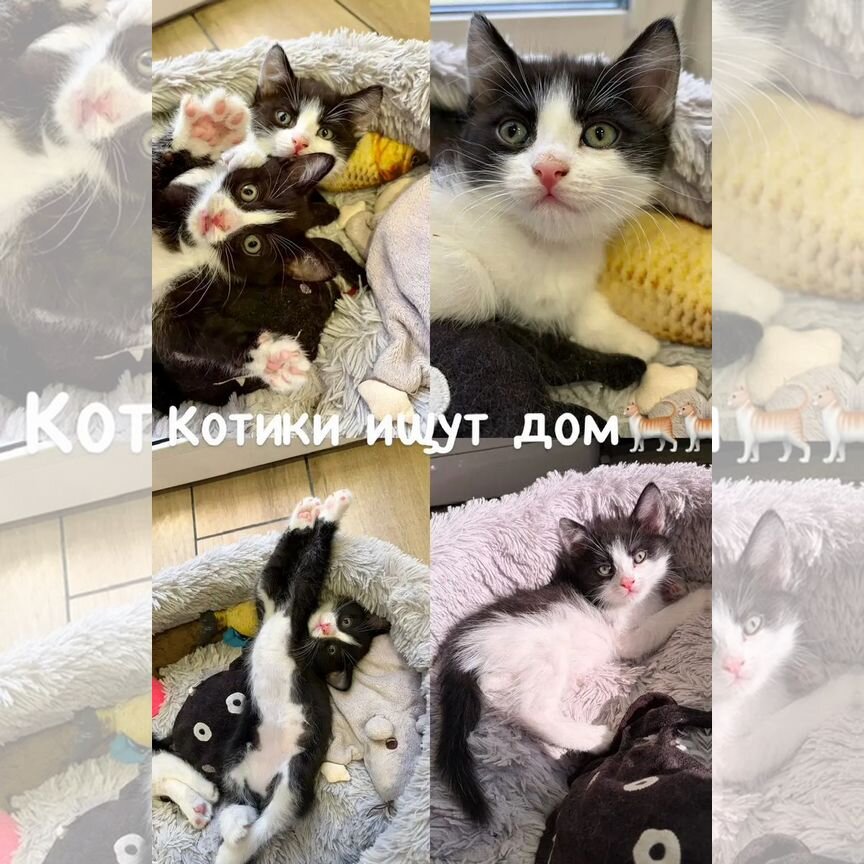 Котёнок в добрые руки