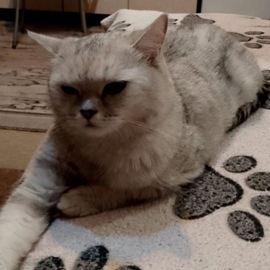 Кошечка шотландская на вязка