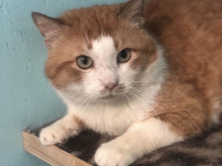 Котик Шоня мечтает стать домашним