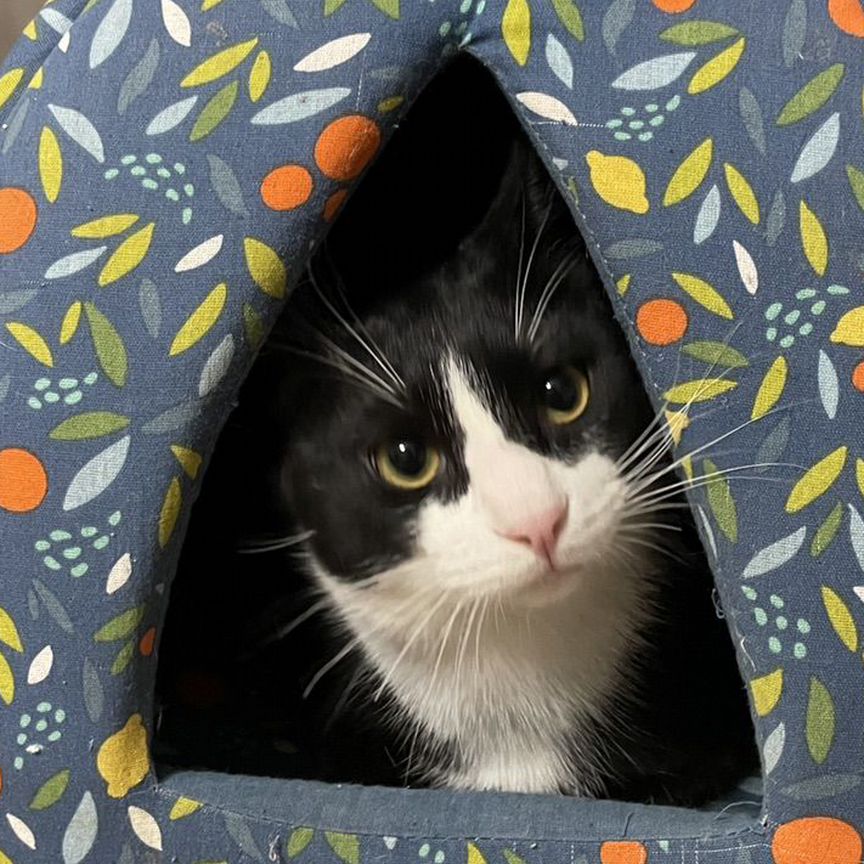 Домик для кошки