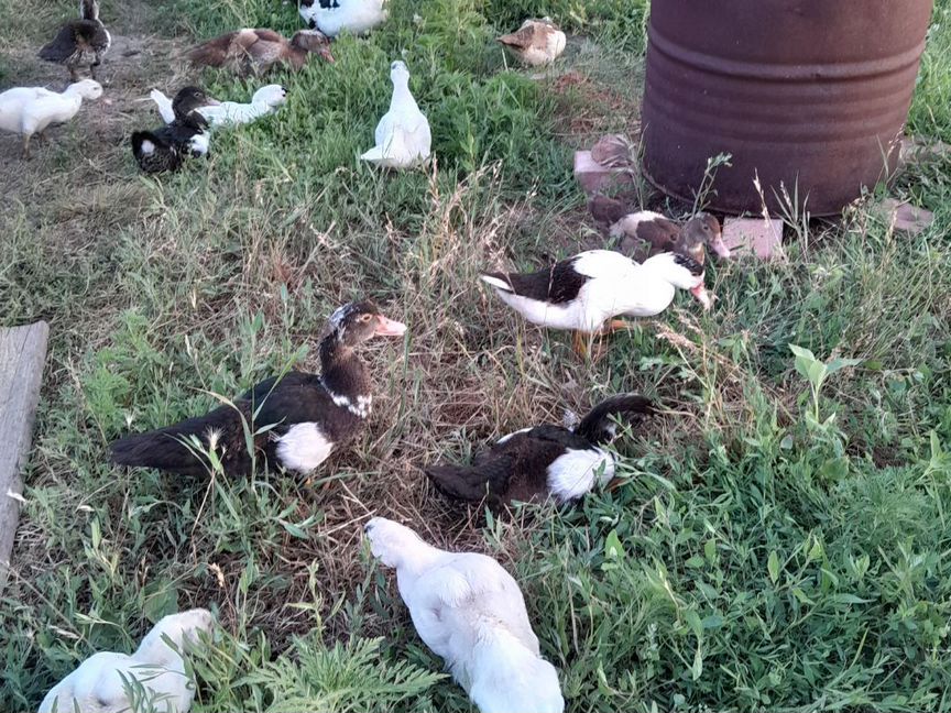 Продам утят апрельских шыпун