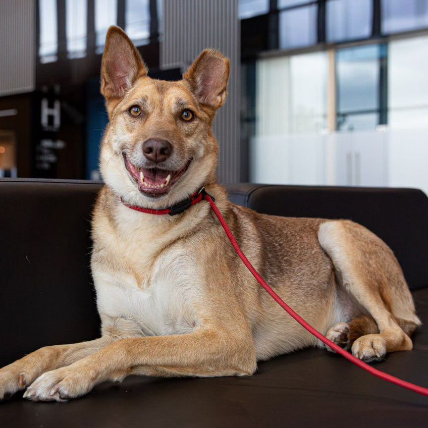 Рой ищет дом