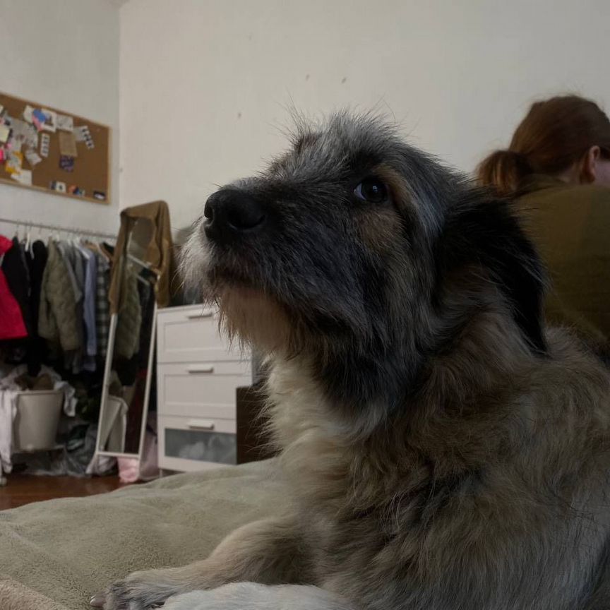 Собака в добрые руки