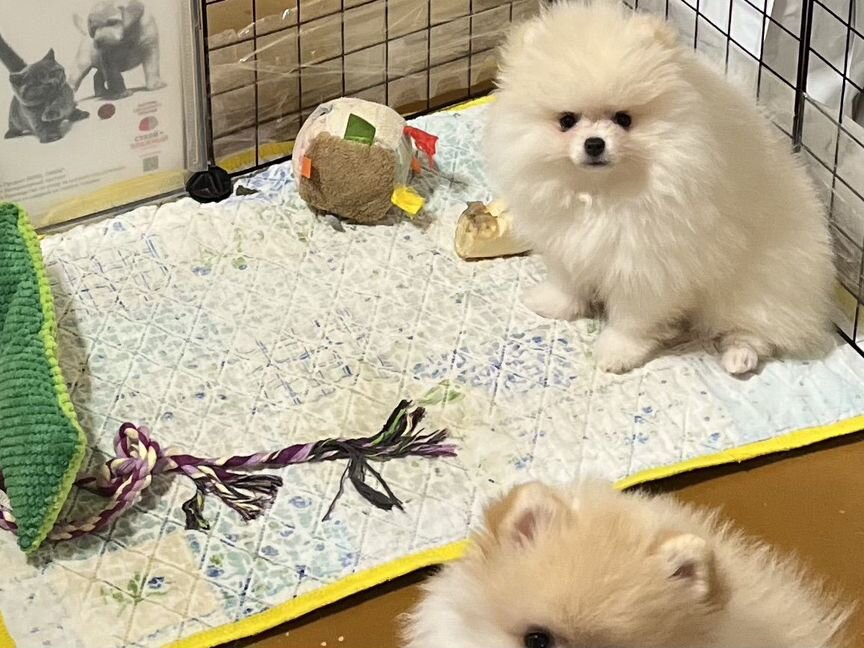 Девочка шпица крем