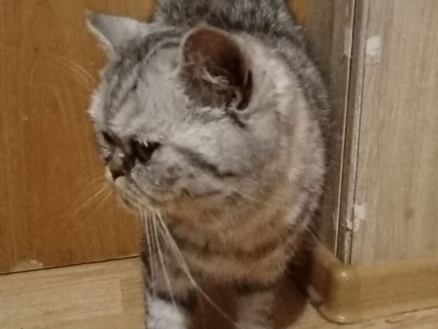 Шотландская кошка 2года