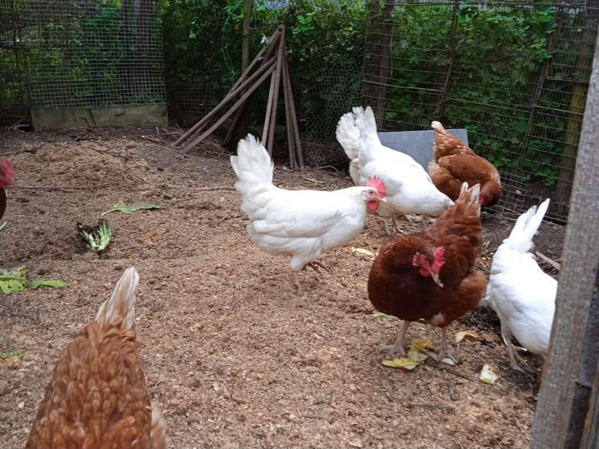 Куры несушки продам