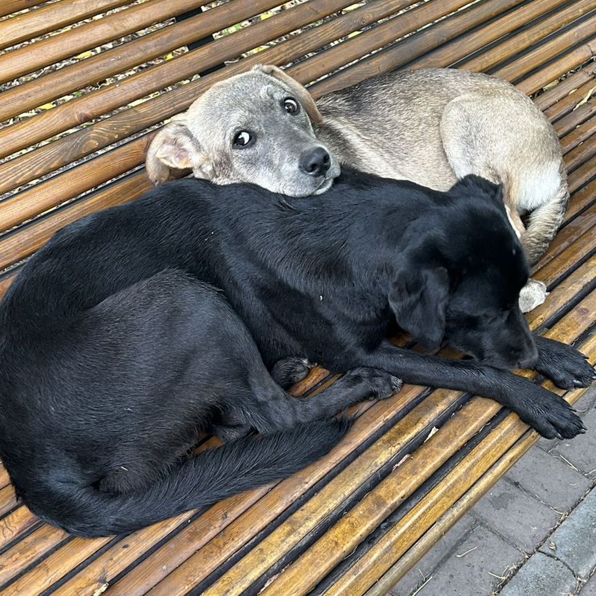 Нашлись брошенные собаки