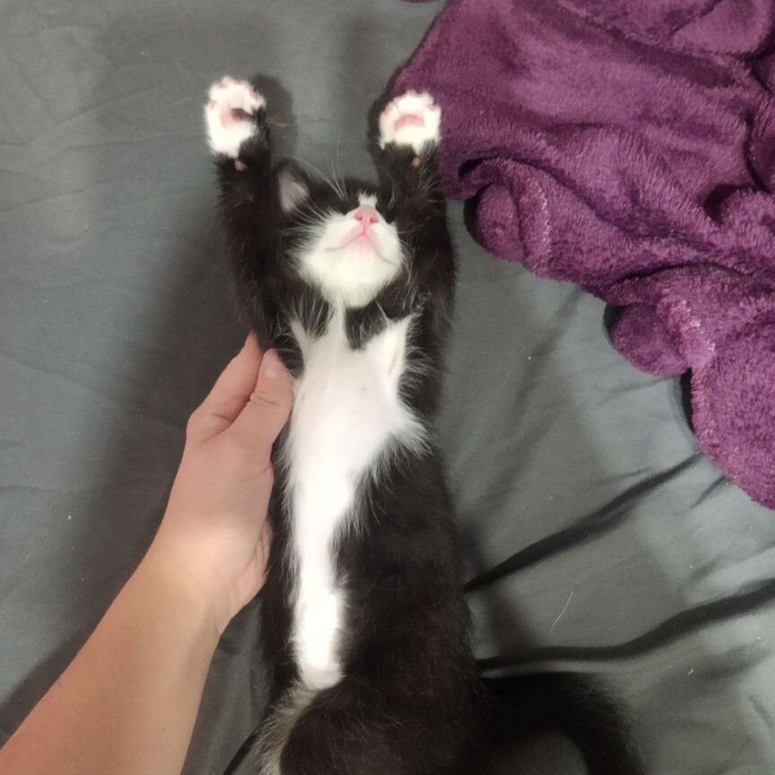 Котёнок 1.5 месяца