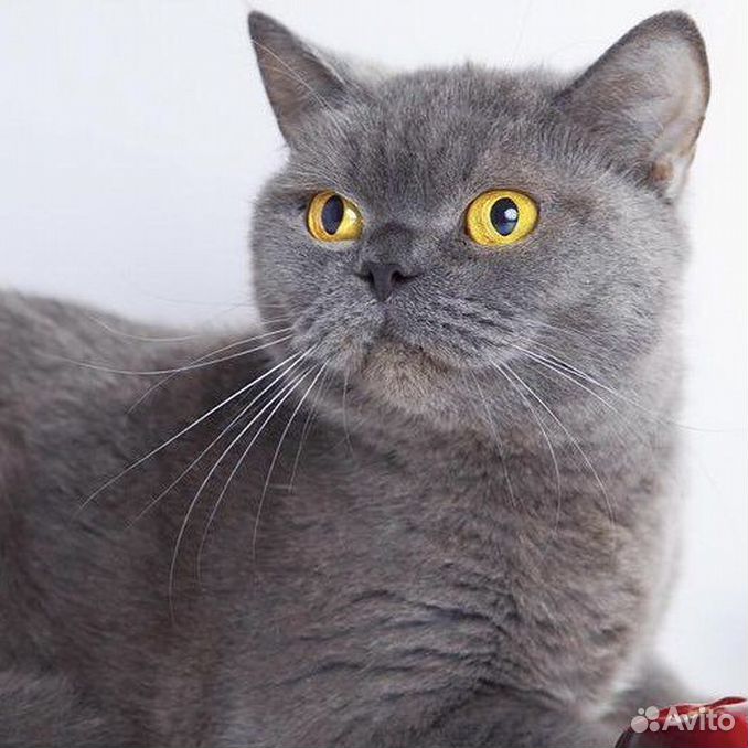 Ищет дом необычная кошечка Фиона. В добрые руки