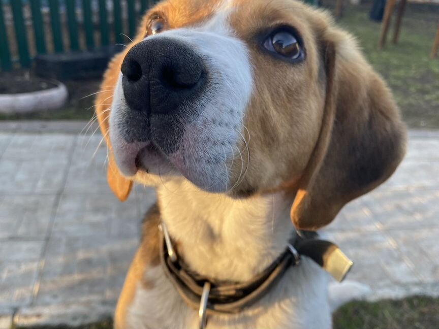 Эстонская гончая