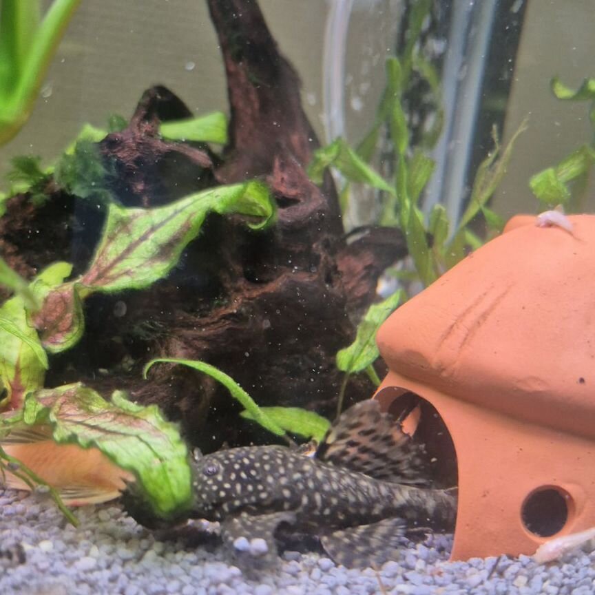 Подрощенный малек сома анцитруса