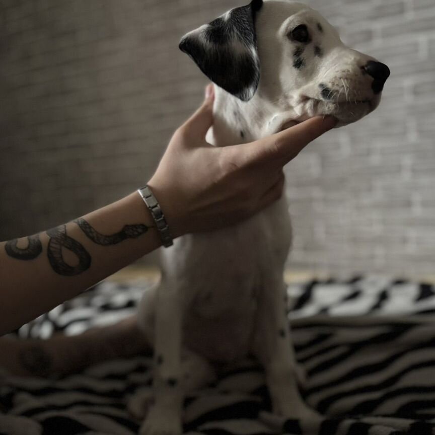 Далматин, щенок